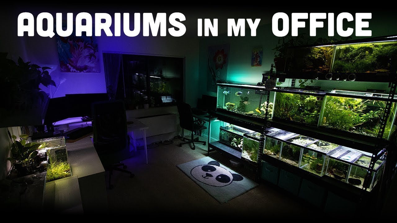 NANO Fish Tank Room Tour 🐟 Betta Fish and Cichlid Fish - YouTube