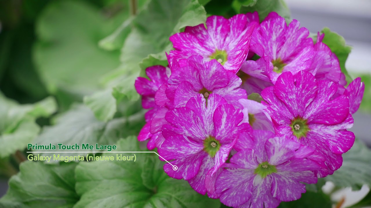 Primula Touch Me Open Dagen 2018 NL - YouTube