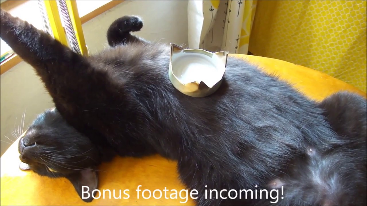 Proper cat stove: ultralight backpacking alcohol stove that clealny ...