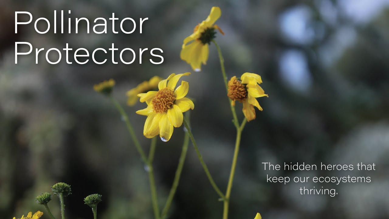 Pollinator Protectors - YouTube