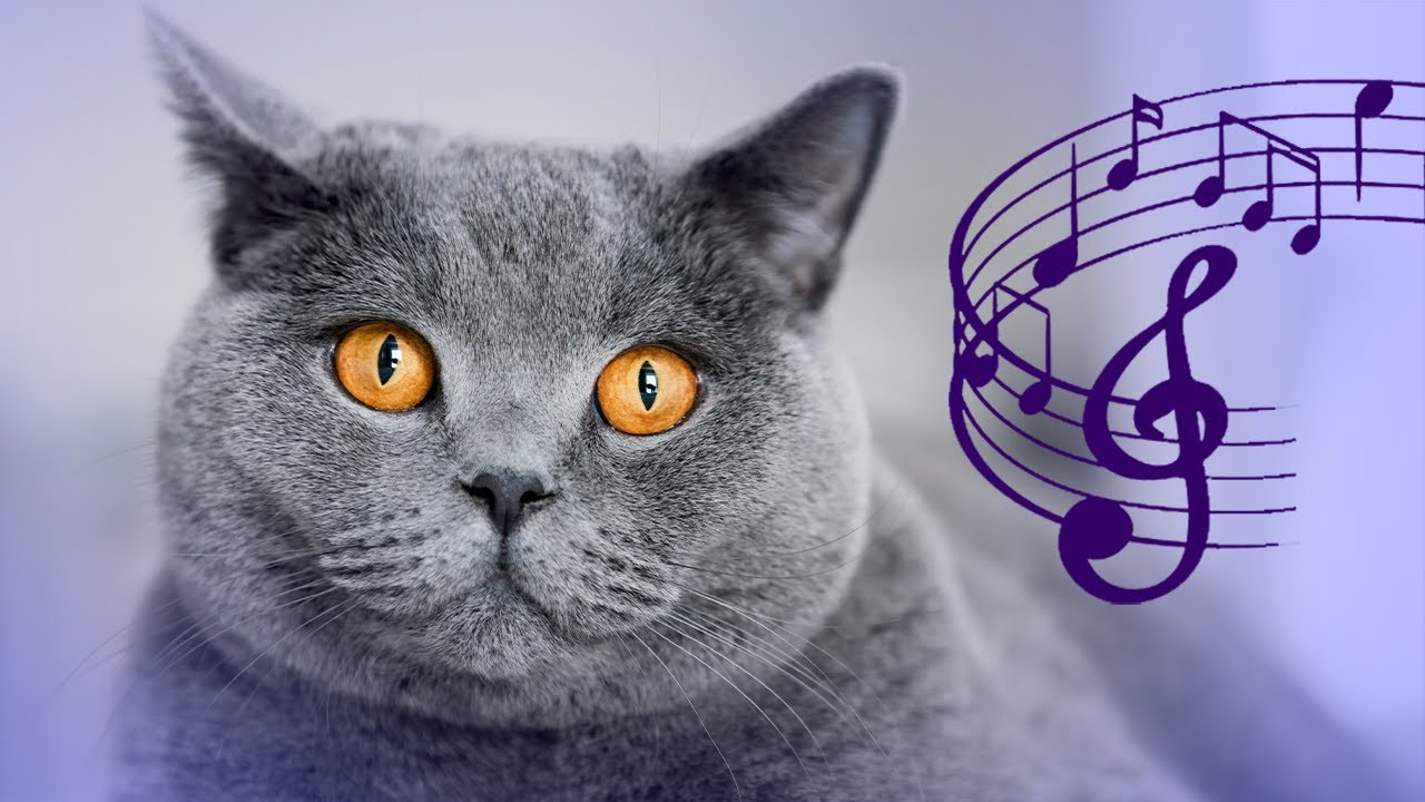 528Hz music for stressed cats ♬ Anti-anxiety music for cats 🐈 Purring ...