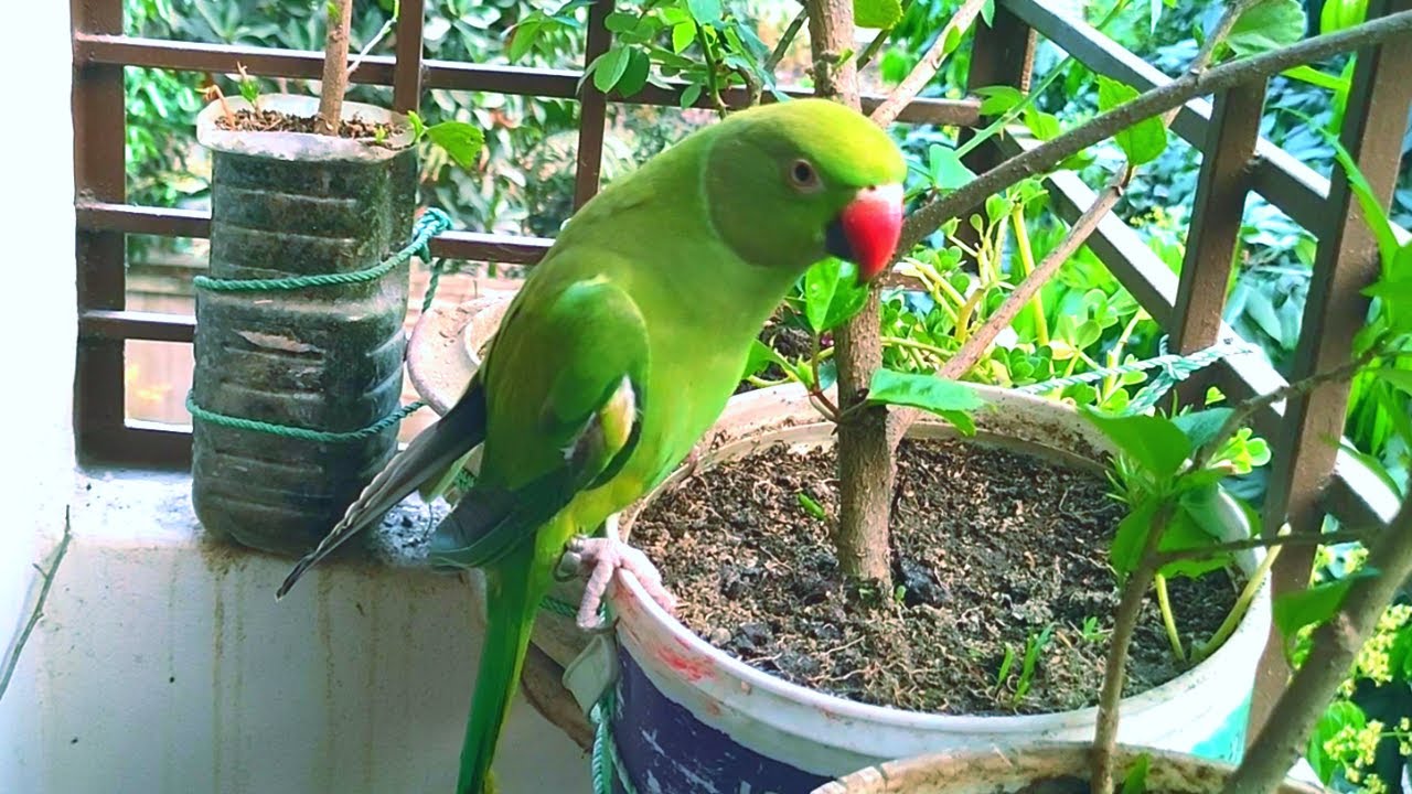 Indian Ringneck Parrot Natural Sound | Talking Parrot Natural Sounds / Voices | - YouTube
