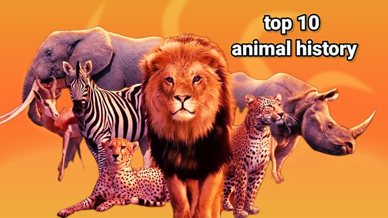 animal information and sound for kids the animals explain English ...