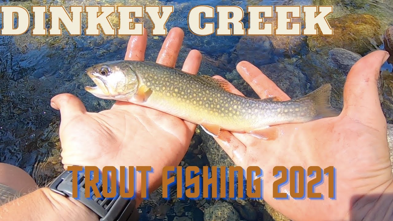 Dinkey Creek California Trout Fishing While Camping July 2021 Tons of ...