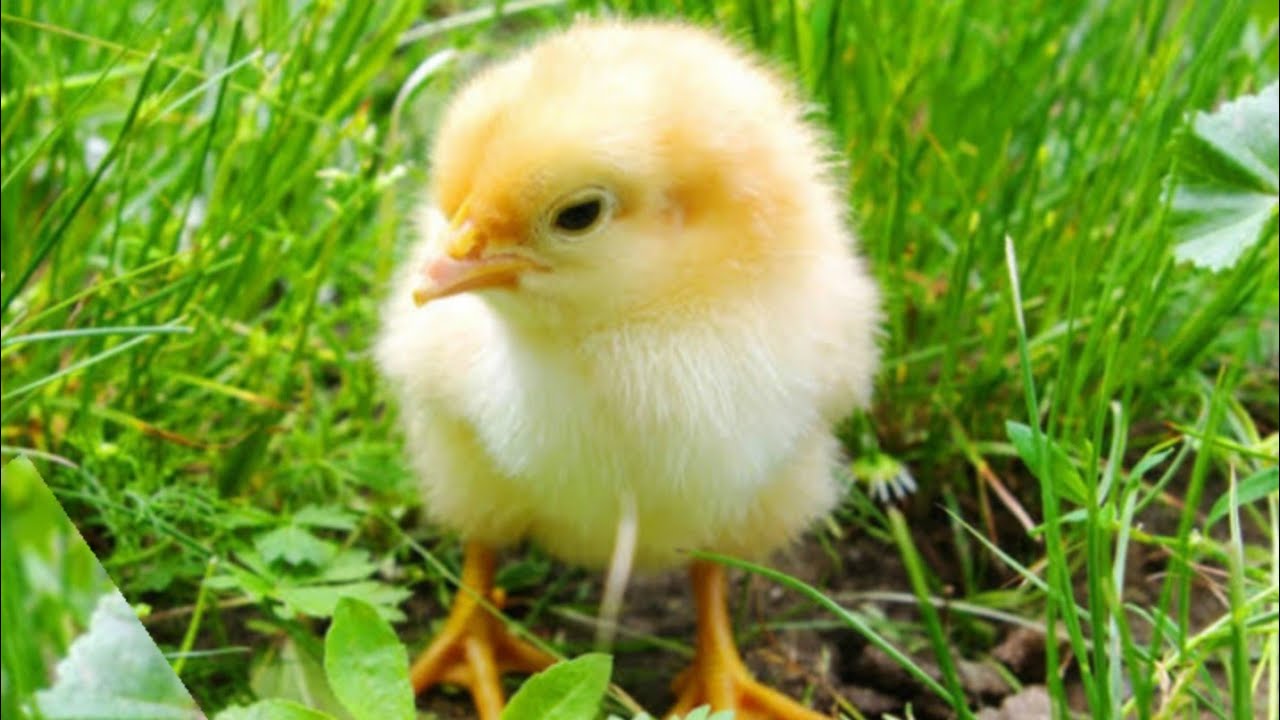 baby chick sound | chirping | looking for mother hen | baby sounds ...