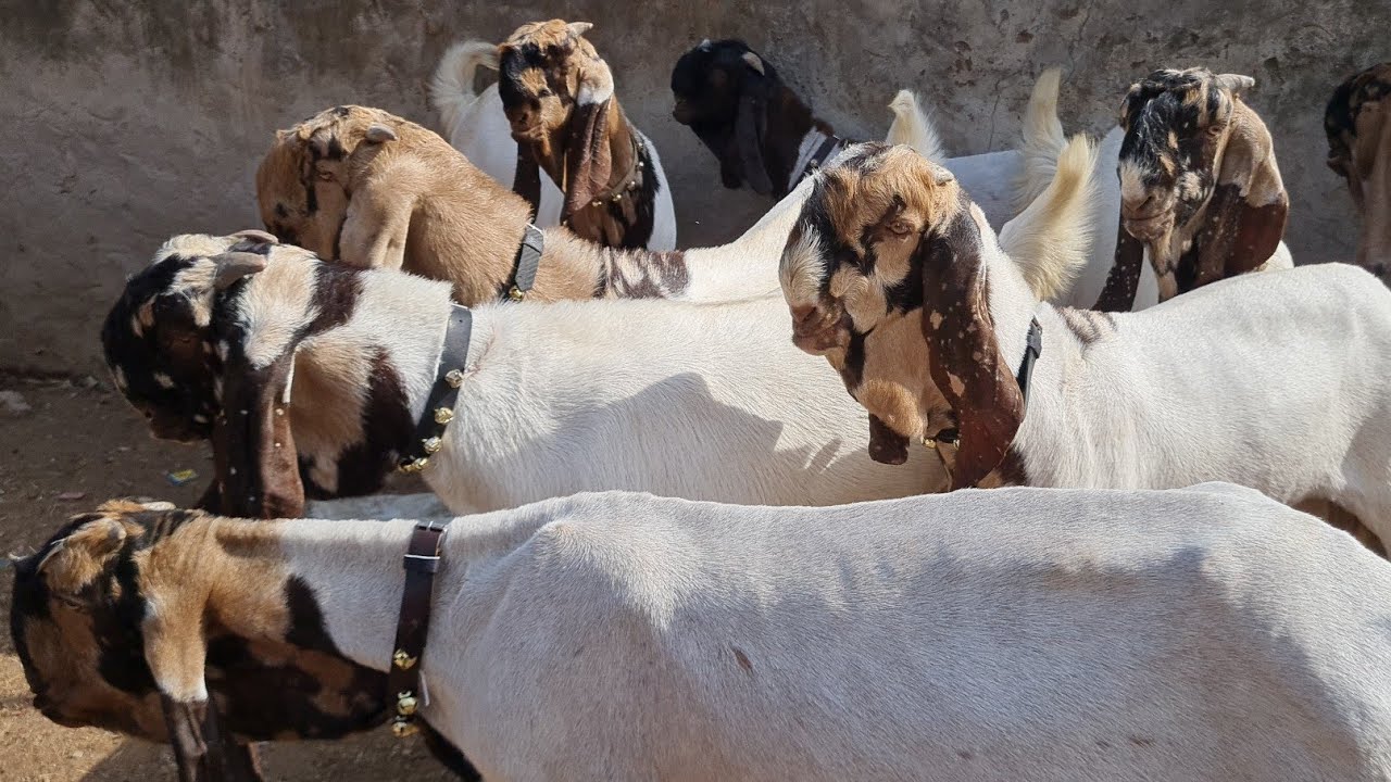 #bakramandi Balaheri Bakra Mandi Docomentry | 8 May Live Mandi ...