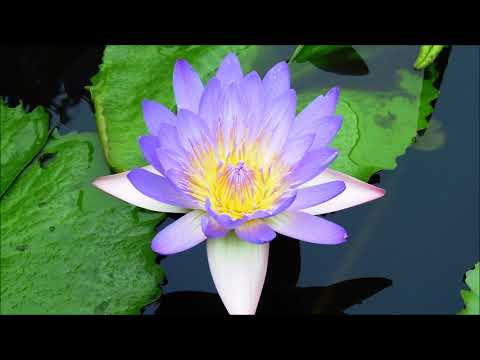 Doina Rotaru (*1951): "Nymphaea" for chamber orchestra (2019) - YouTube