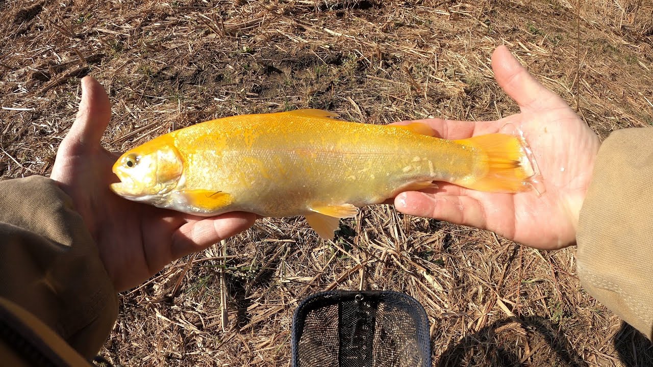 Hero 8, 4K, 60FPS - Veterans Day at Kanopolis Seep Stream with Mark ...