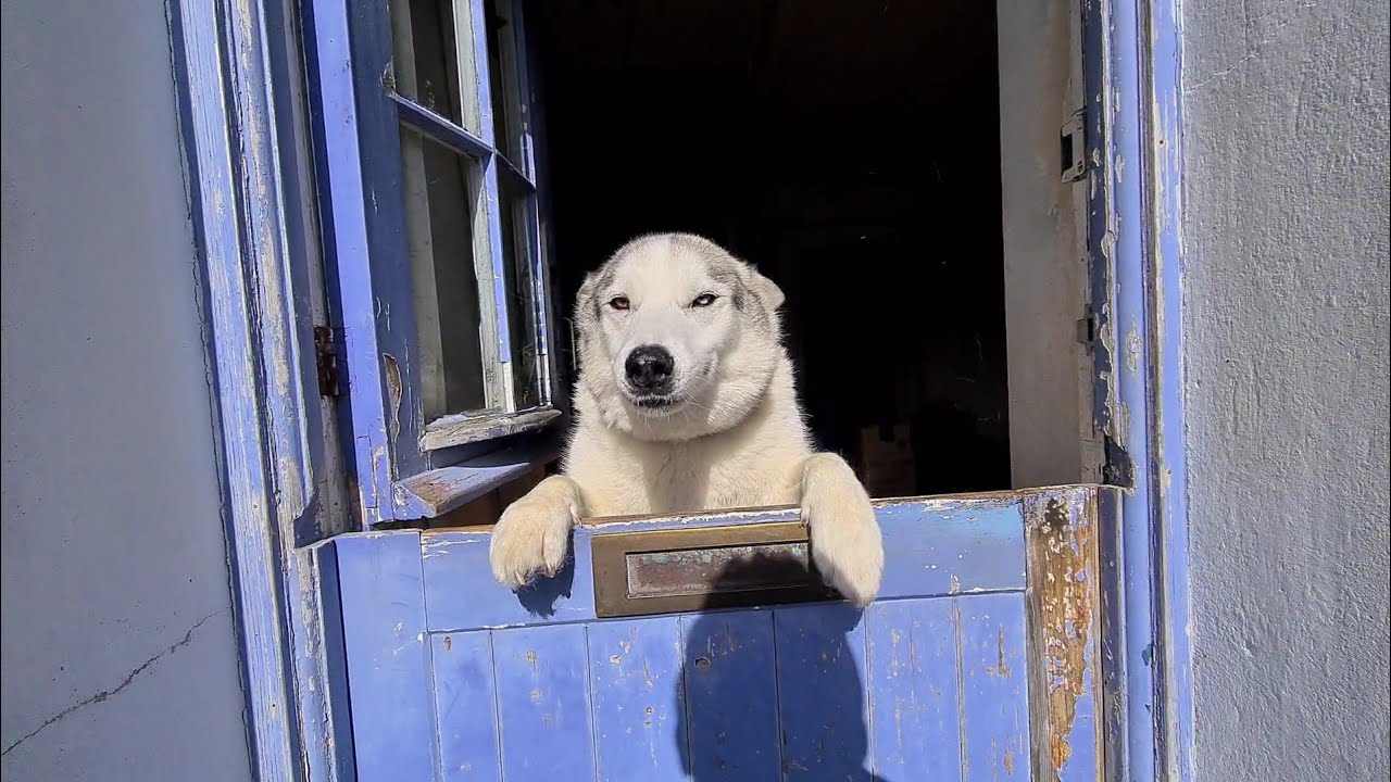 Poor sick Husky gets a surprise visit on his birthday - YouTube