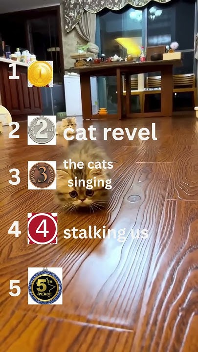 rankings cats - YouTube