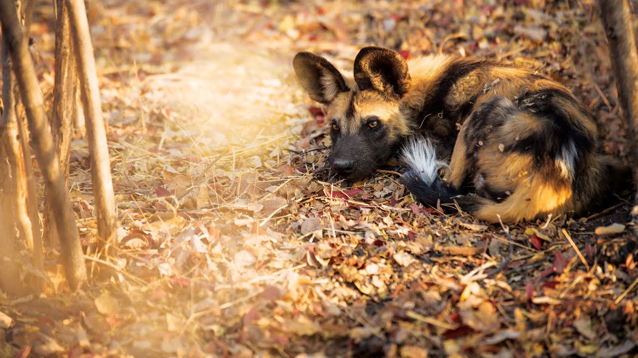 The Wildlife ACT Conservation Training Academy - YouTube