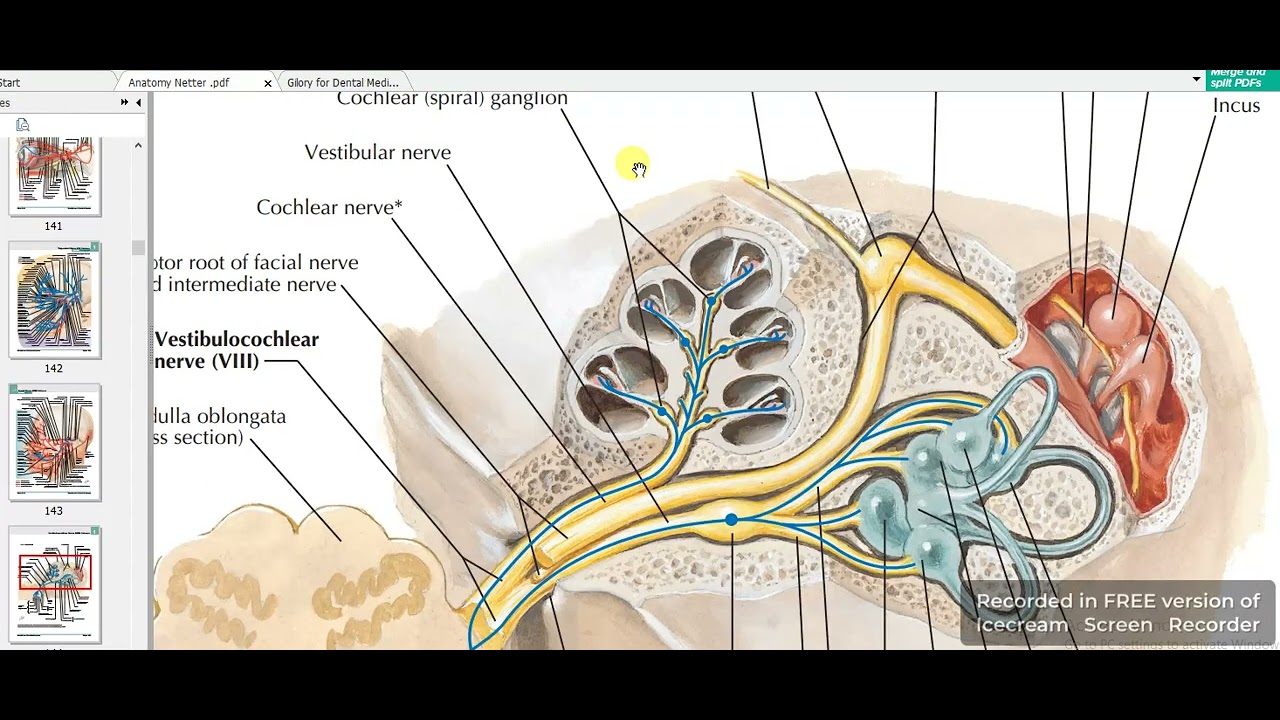 Facial Nerve Anatomy Netter