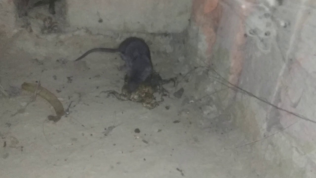 Rat and 🐸 fighting - YouTube