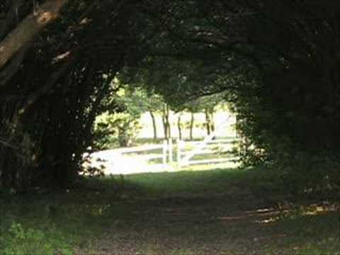 A LONG LOOK at an overgrown privet hedge - YouTube