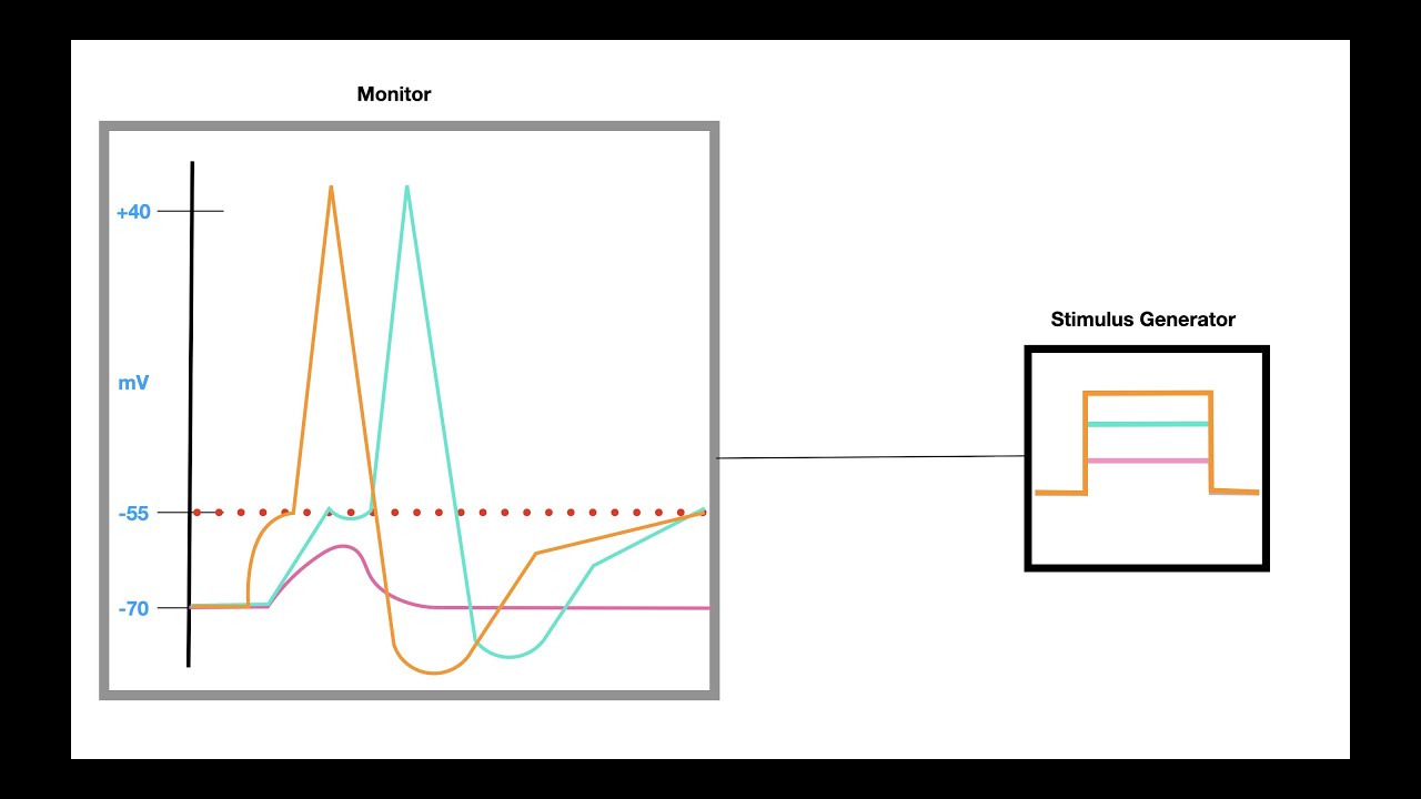 The All or None Principle - YouTube
