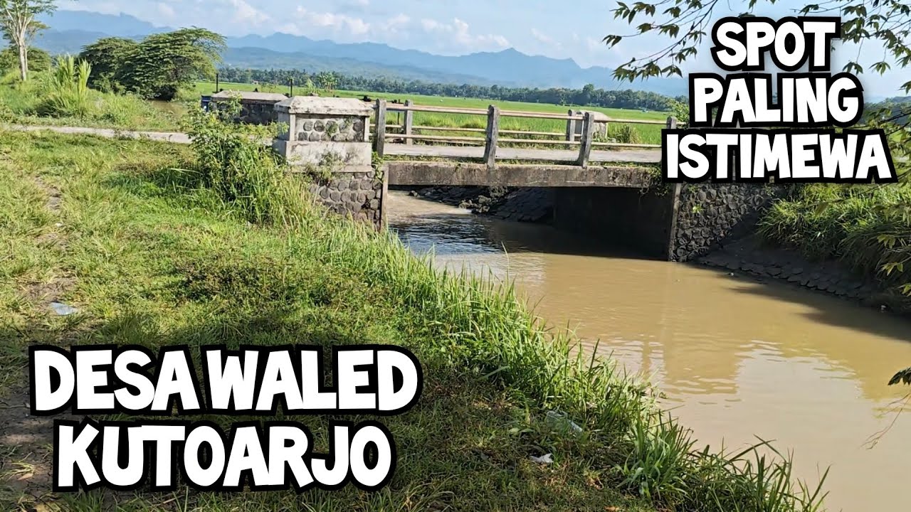 TEMPAT ANDALAN KALAU MANCING WADER DESA WALED KUTOARJO UMPAN TANAGO ...