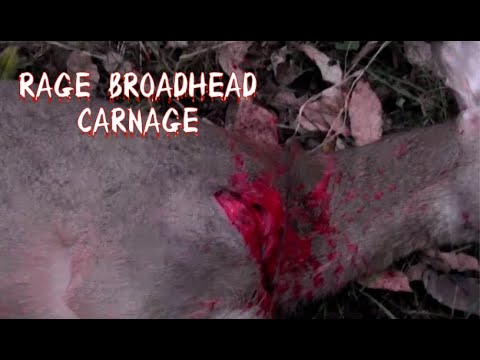 RAGE BROADHEAD LEVELS DEER - MASSIVE CARNAGE Michigan Archery Season ...