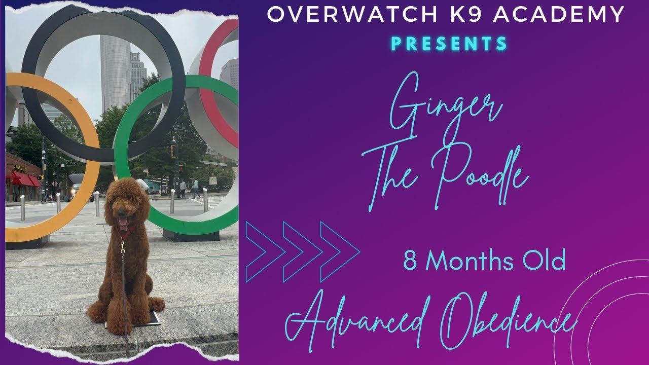 Ginger | 8 Mo Poodle | Advanced Obedience | OverWatch K9 Academy - YouTube