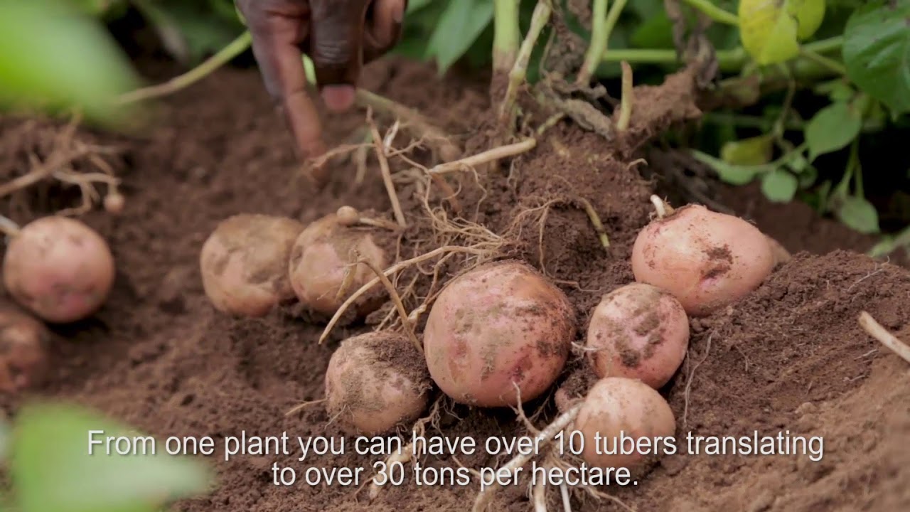 Towards a Late Blight resistant potato for Africa - YouTube