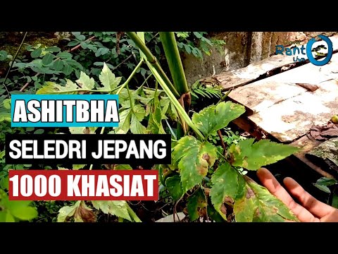 SELEDRI JEPANG || banyak manfaat