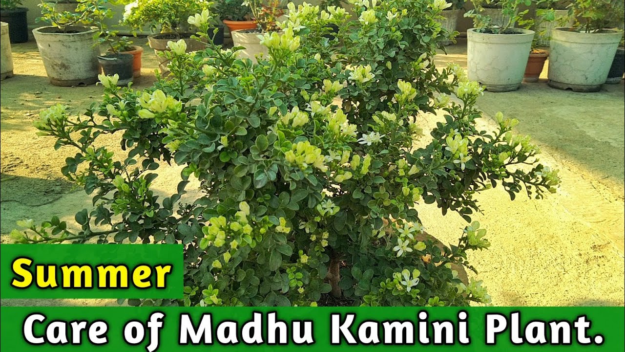 Summer Care of Madhu Kamini plant || How to care of Kamini plant in ...