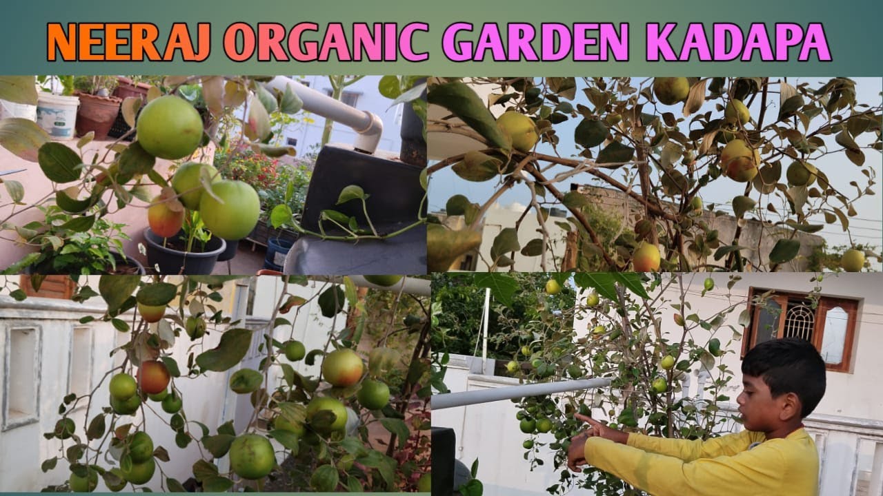 My First Harvesting గంగి regayalu video in organic way - YouTube