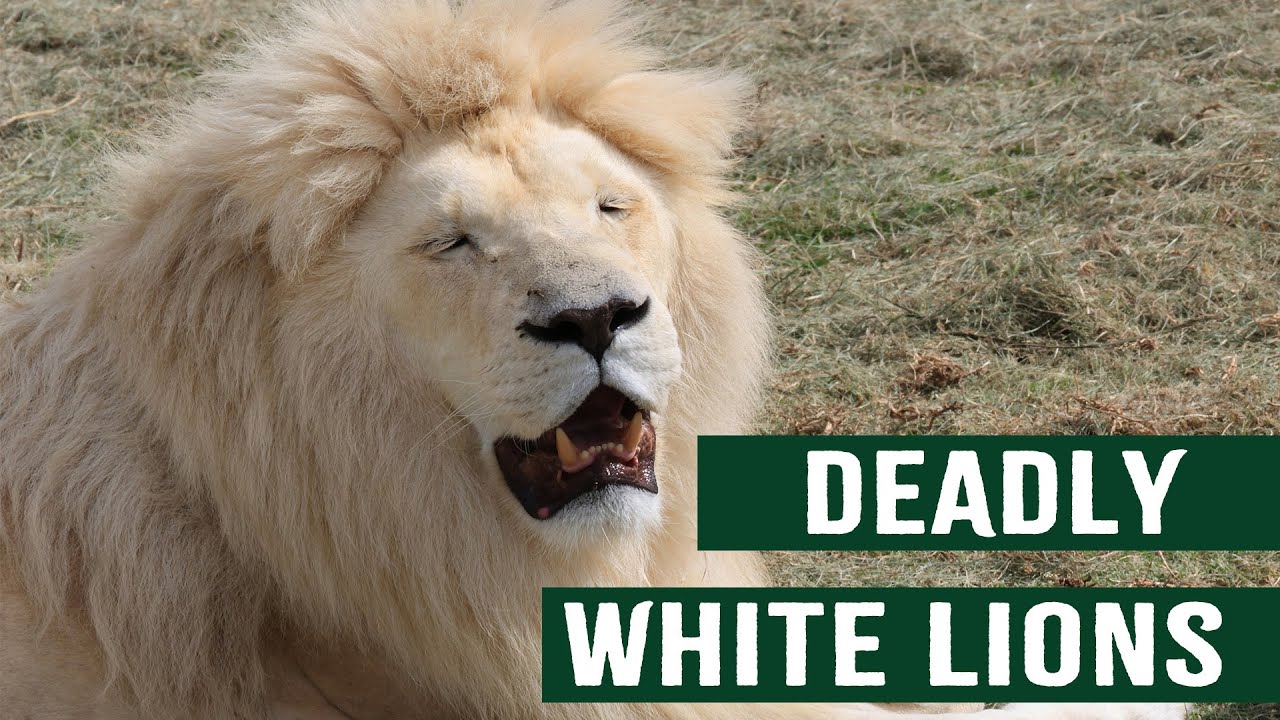 The Rare But Deadly Killers Of The Wild: White Lions - YouTube
