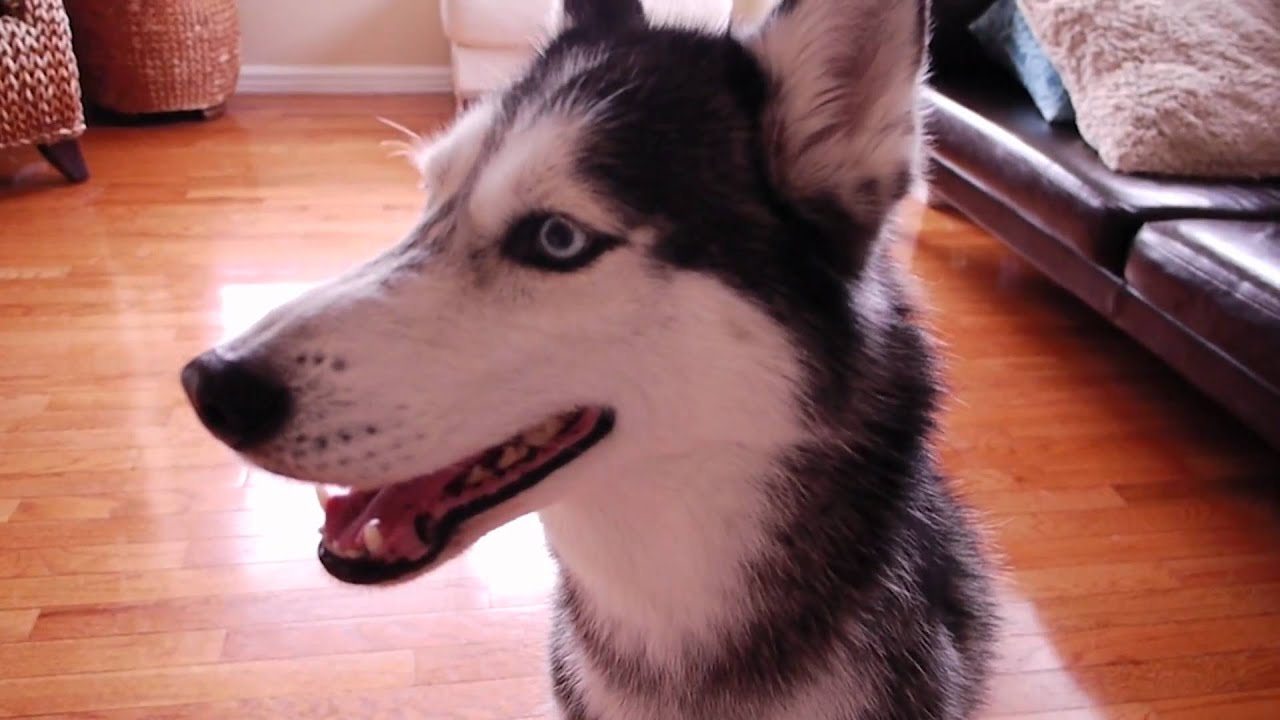 Mishka the Talking Husky's 300th Video! - YouTube