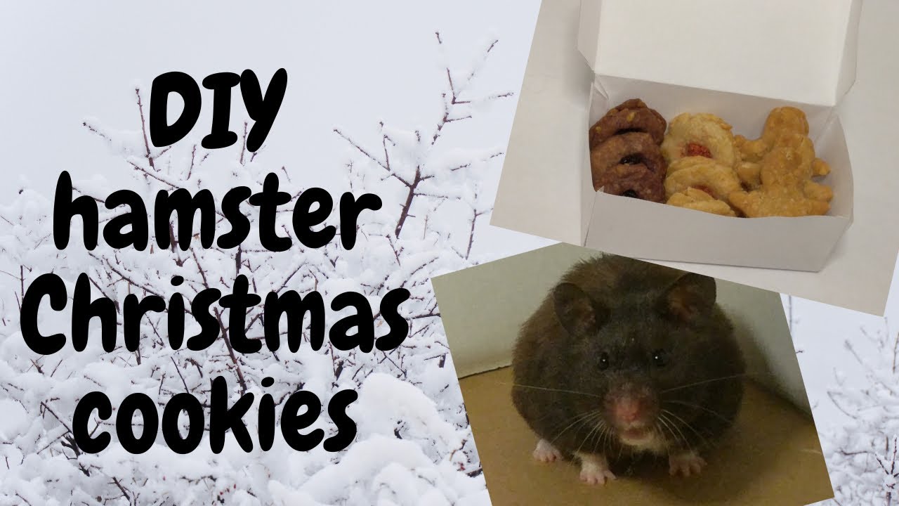 DIY hamster Christmas cookies 🐹 🎄 🍪 - YouTube