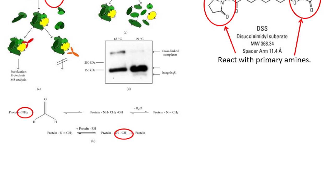 Native vs denaturing proteomics - YouTube