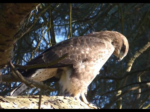 Cemetery Buzzards 3 - YouTube