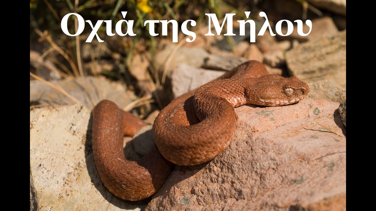 Οχιά της Μήλου - YouTube