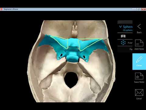 Anatomy of the Sphenoid Bone - YouTube