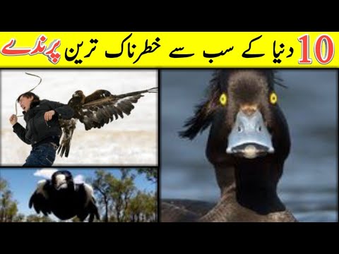 10 most dangerous birds in the world|Dangerous Birds|Information TV ...