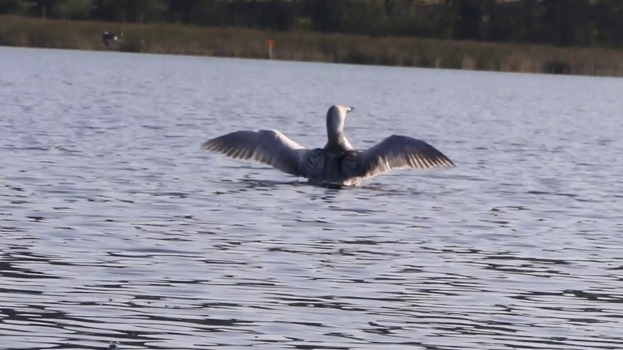 White Loon - YouTube