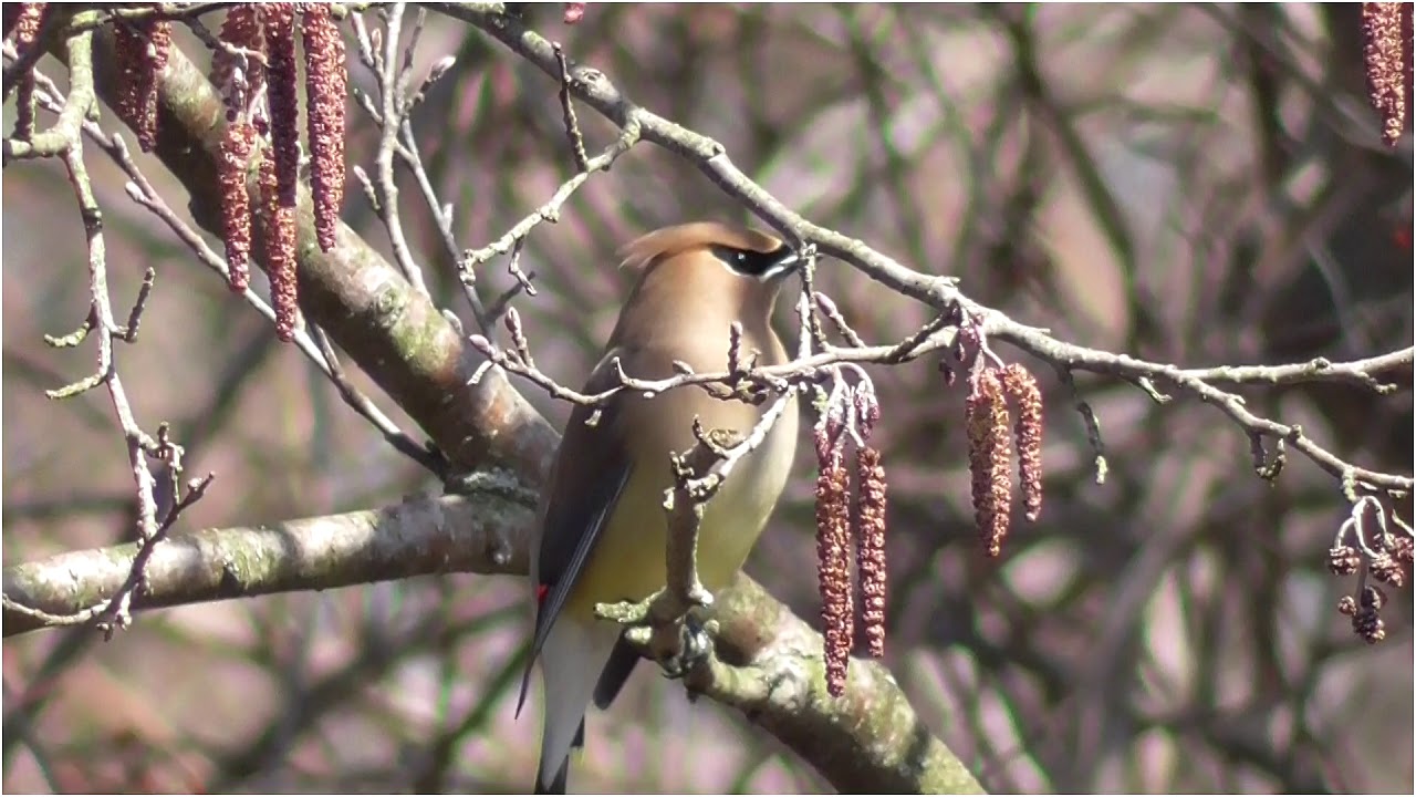Michigan Cedar Waxwing - YouTube