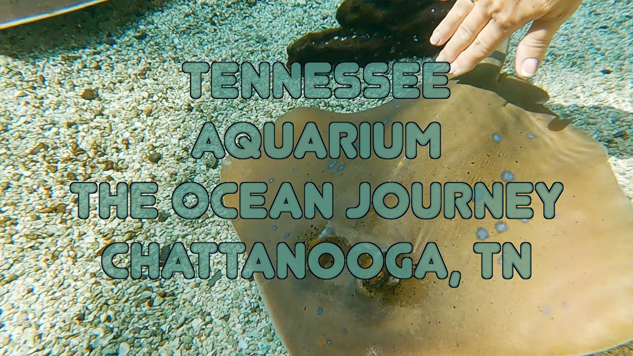 Tennessee Aquarium - Ocean Journey - YouTube