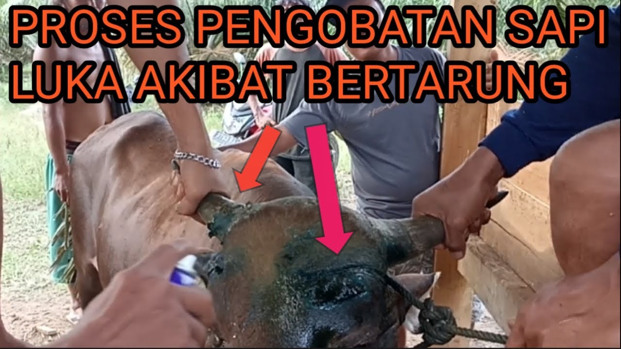 PENGOBATAN SAPI LUKA - YouTube