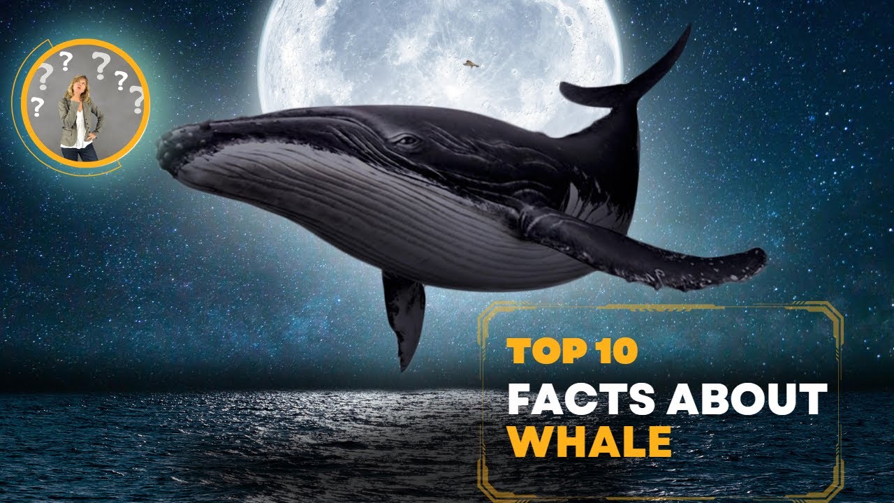 Top 10 Facts About Whale. Why Whale is important for Human Life & World ...
