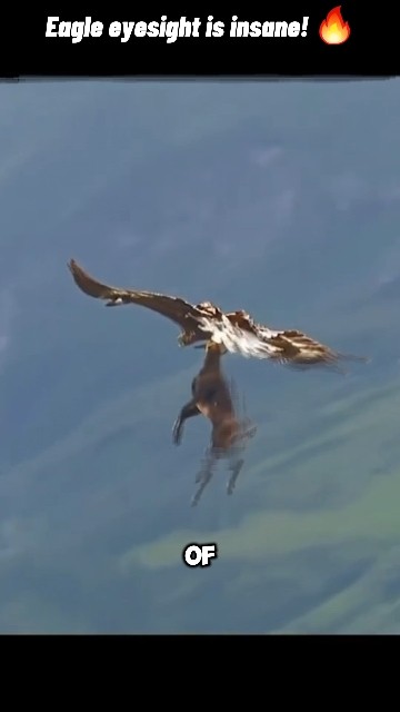 🦅 Eagles Can See UV Light! #MindBlowingFacts #SuperVision - YouTube