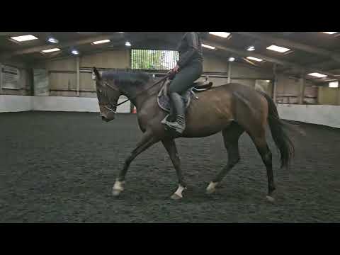 phoebe does dressage....practice - YouTube