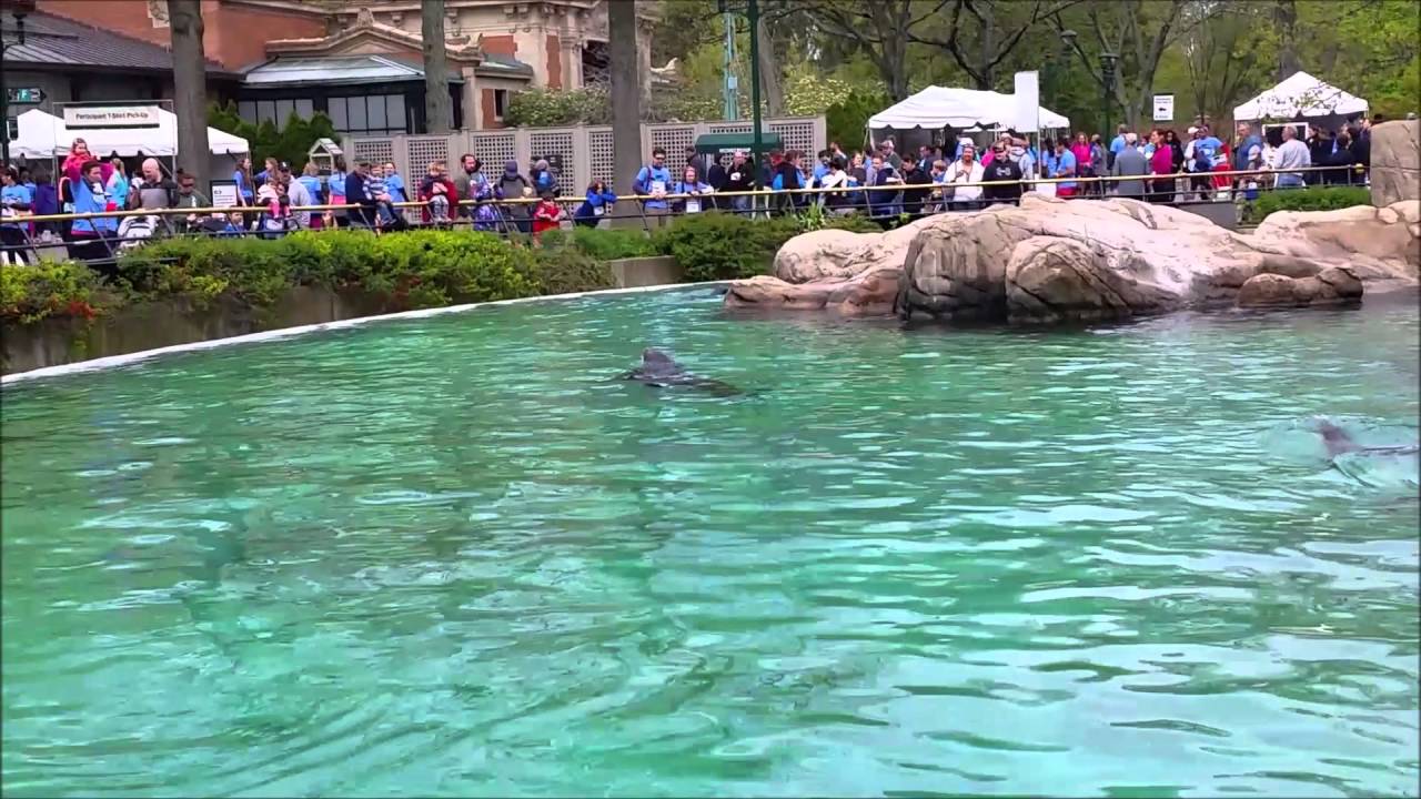 Traveling Adventures #4 - Run For The Wild 2016 @ The Bronx Zoo - YouTube