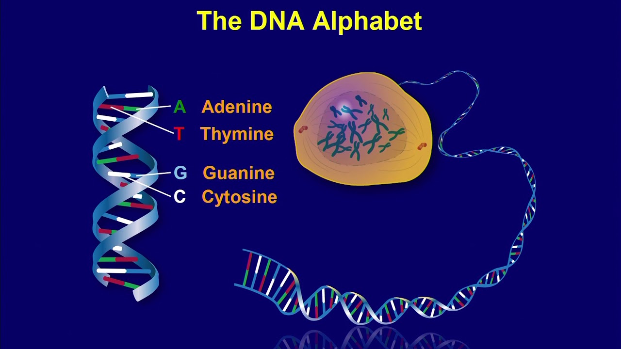From the Human Genome Project to Precision Medicine: A Journey to ...