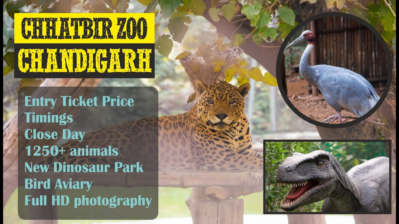 Chhatbir Zoo Chandigarh | Places to visit near Chandigarh - YouTube