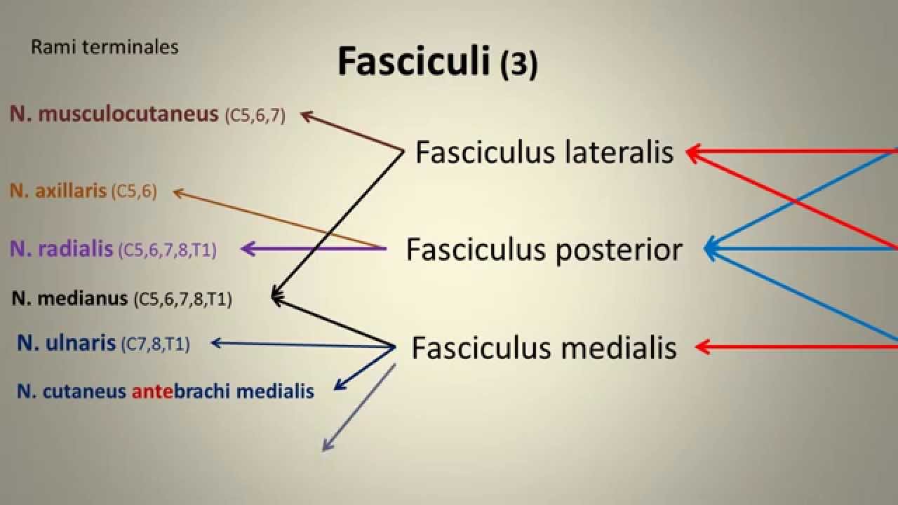 Plexus Brachialis (presentation for studing) - YouTube