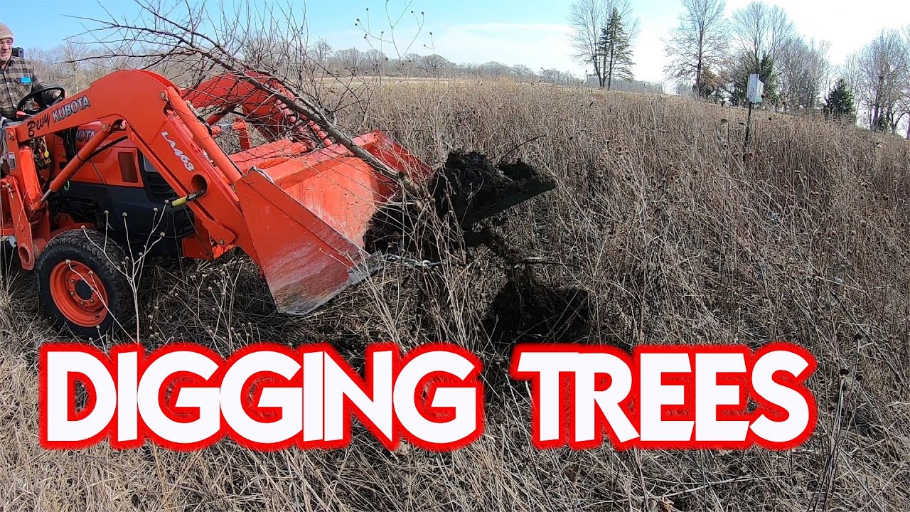 Digging Trees with my Tractor - YouTube