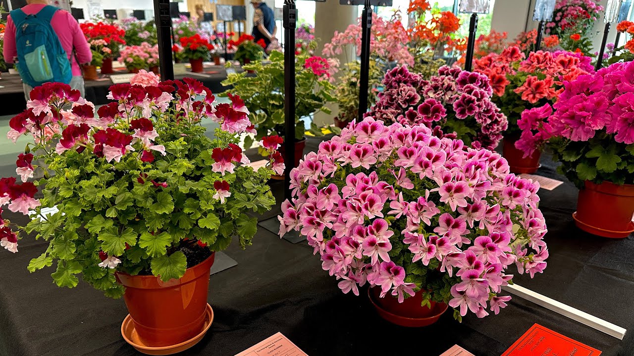 PAGS National Annual Show Winning Plants 2024 - YouTube