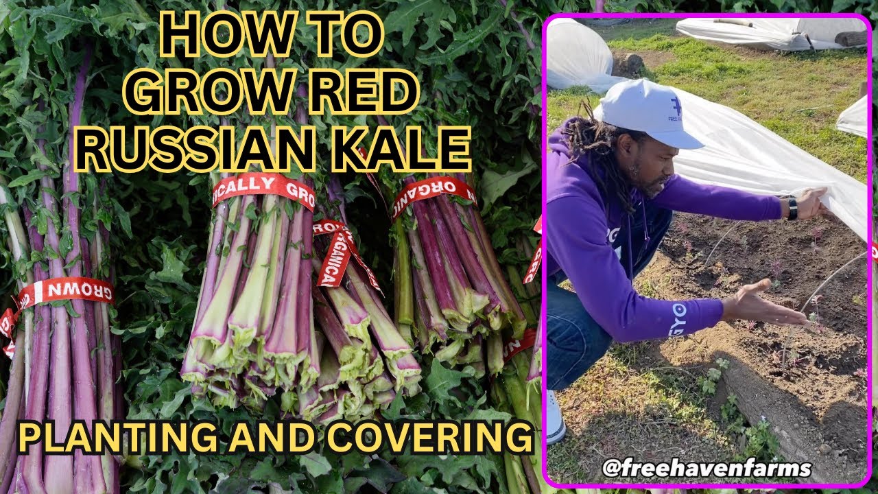 How To Grow Red Russian Kale - Planting and Covering Red Russian kale ...