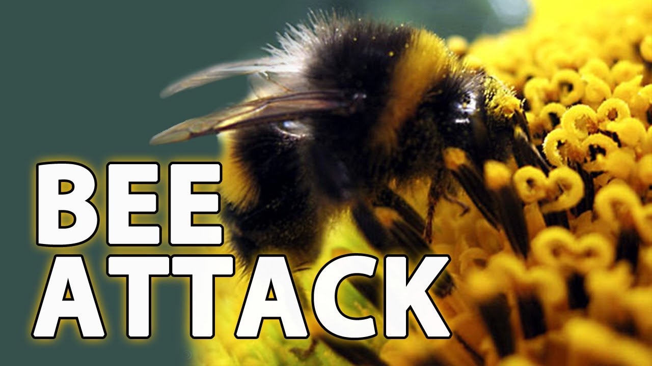 Hilarious Bumble Bee Attack! - YouTube