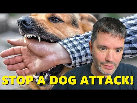 How to STOP a Dog ATTACK: Best Three PROVEN Methods‼️ - YouTube